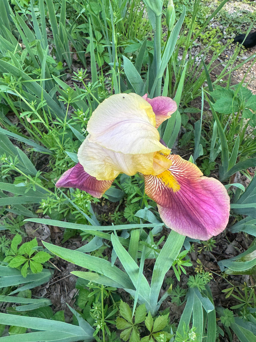 Iris SURPRISE Box – Pine Level Rustics