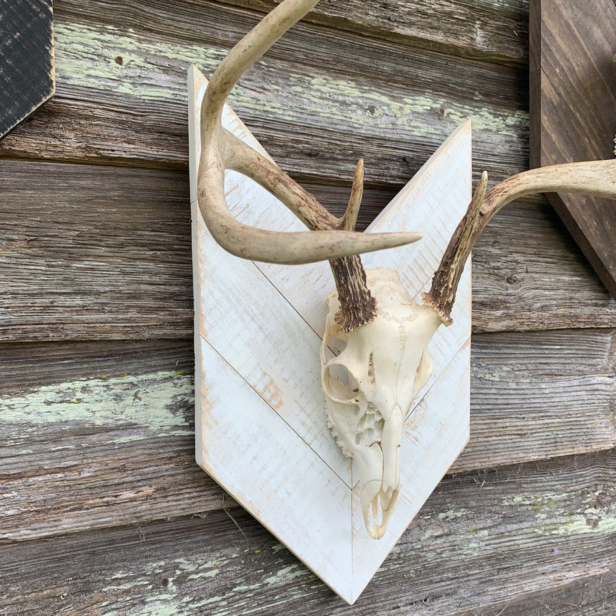 Deer Mount Plaque – Pine Level Rustics